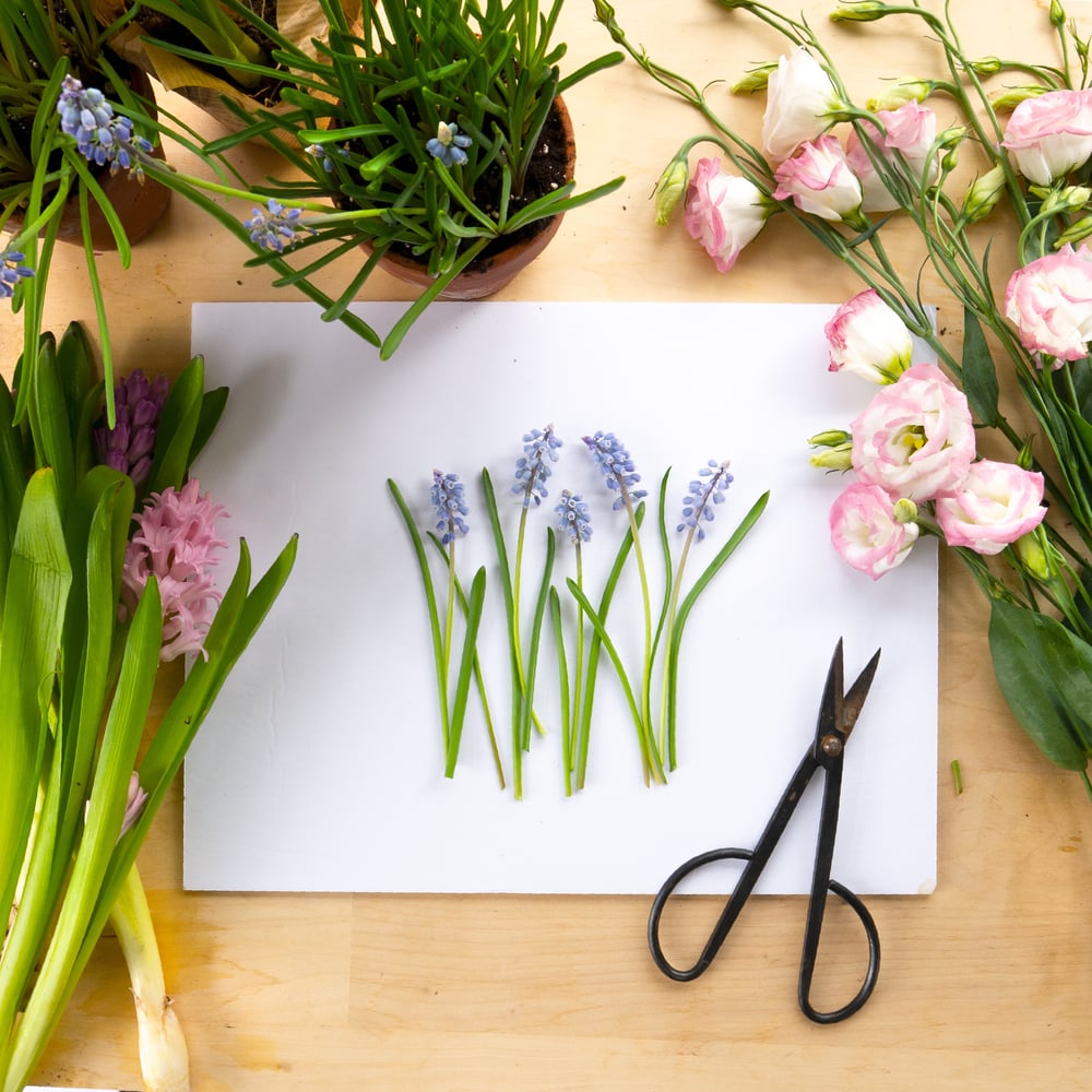 Botanical Art Program | Massachusetts Horticultural Society