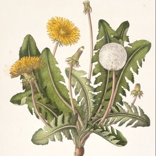 Botanical Art Program | Massachusetts Horticultural Society
