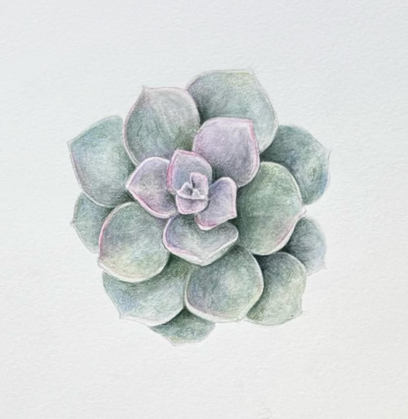 Botanical Art Program | Massachusetts Horticultural Society