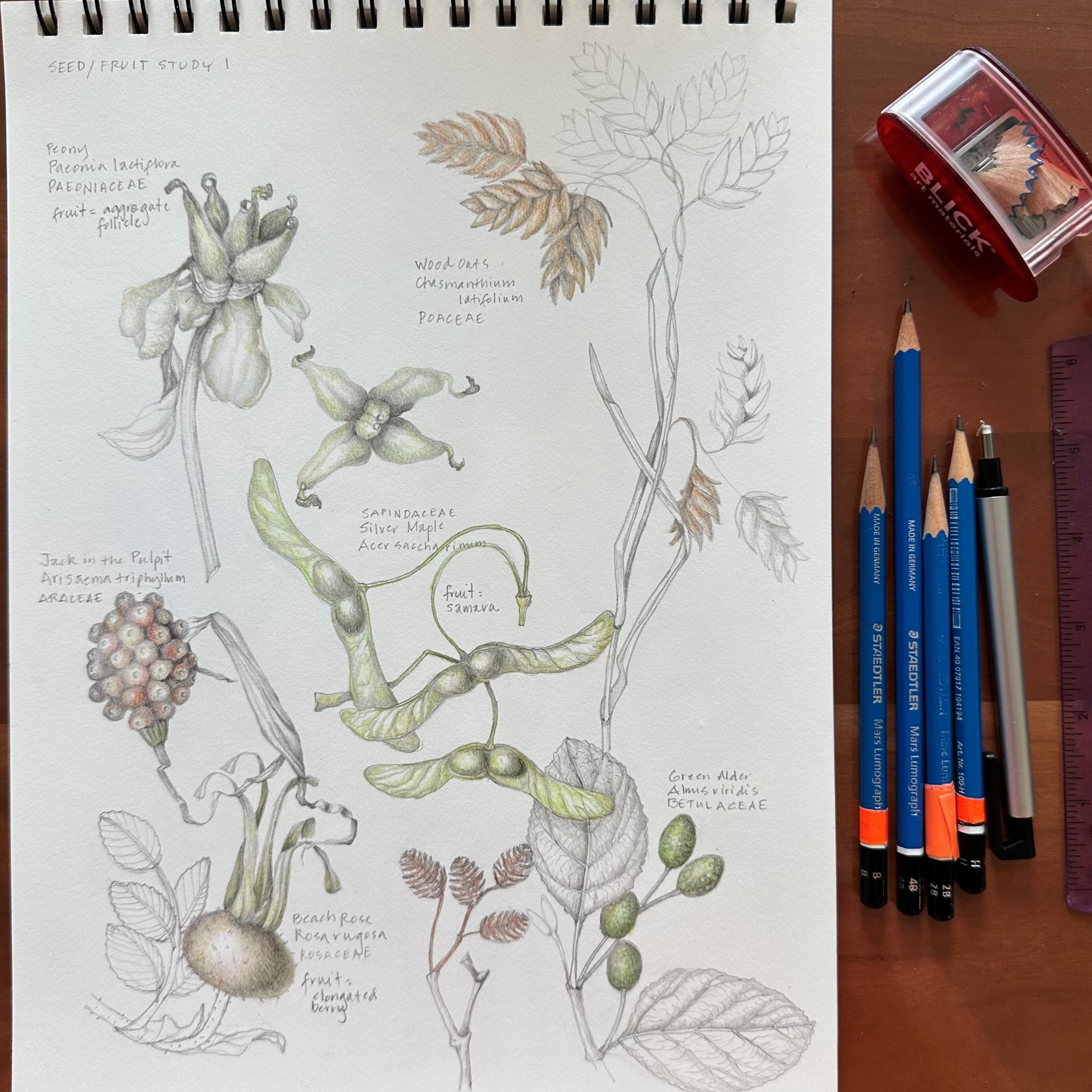 Botanical Art Program | Massachusetts Horticultural Society