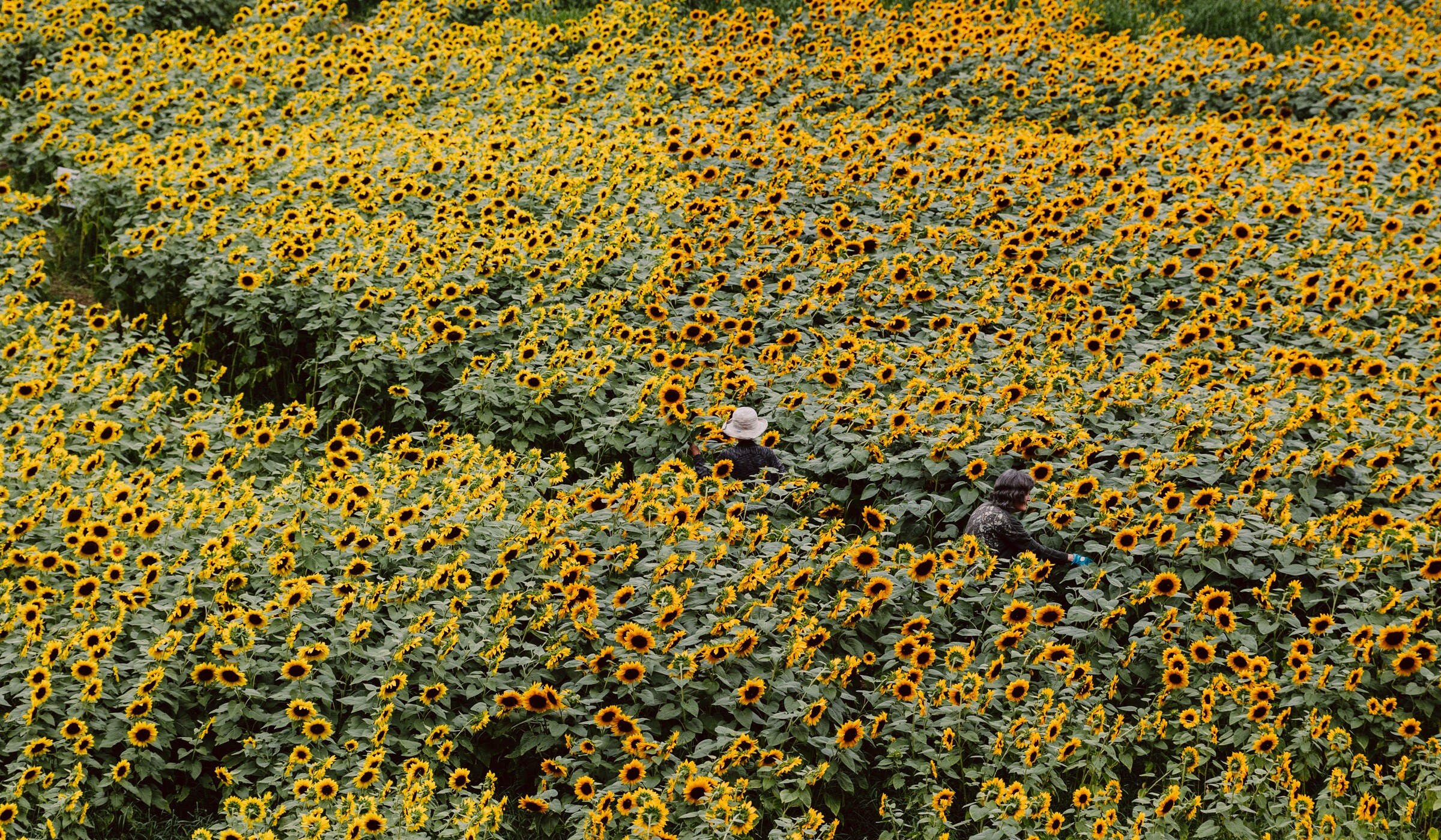Press Room - Massachusetts Horticultural Society | Massachusetts ...