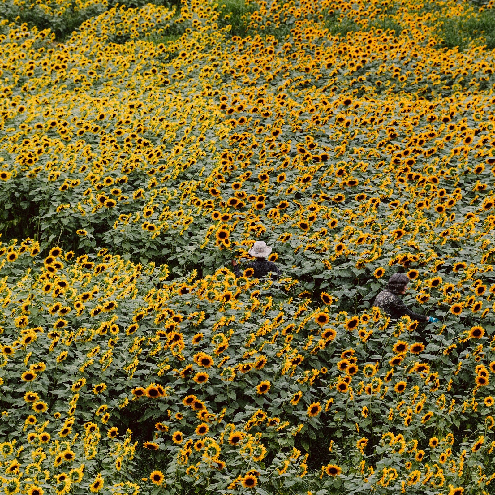 Events - Massachusetts Horticultural Society | Massachusetts ...