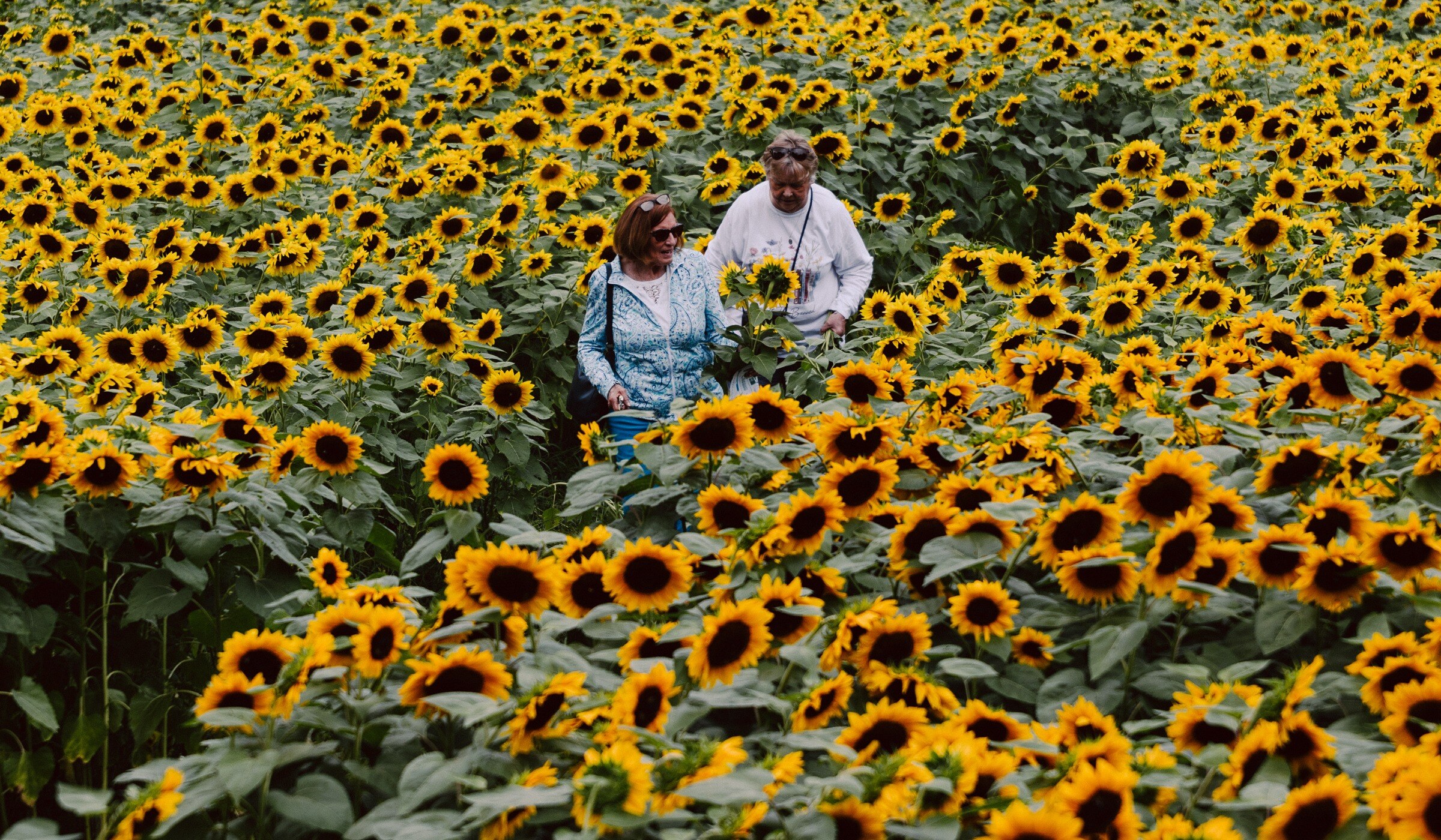 Press Room - Massachusetts Horticultural Society | Massachusetts ...