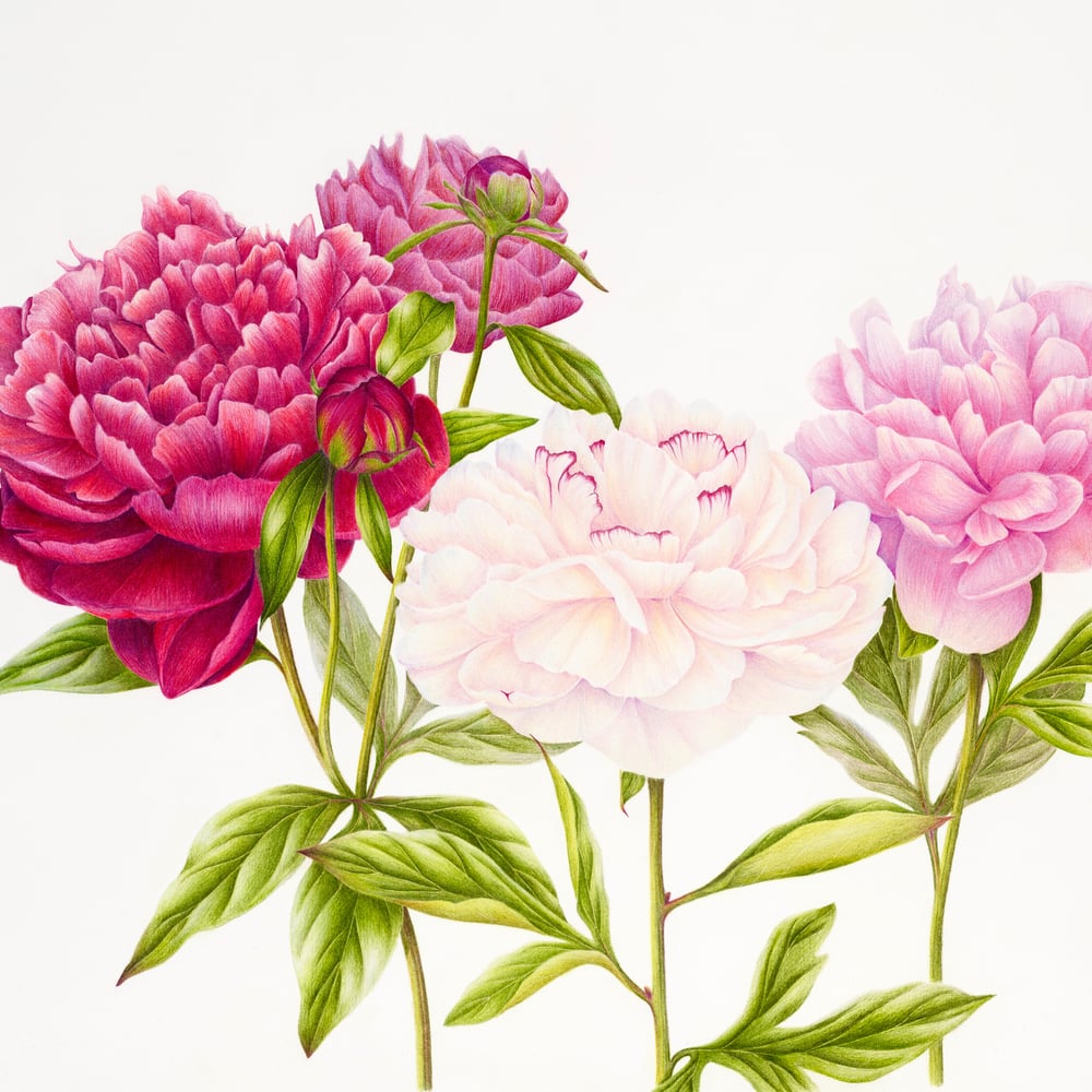 Botanical Art Program | Massachusetts Horticultural Society