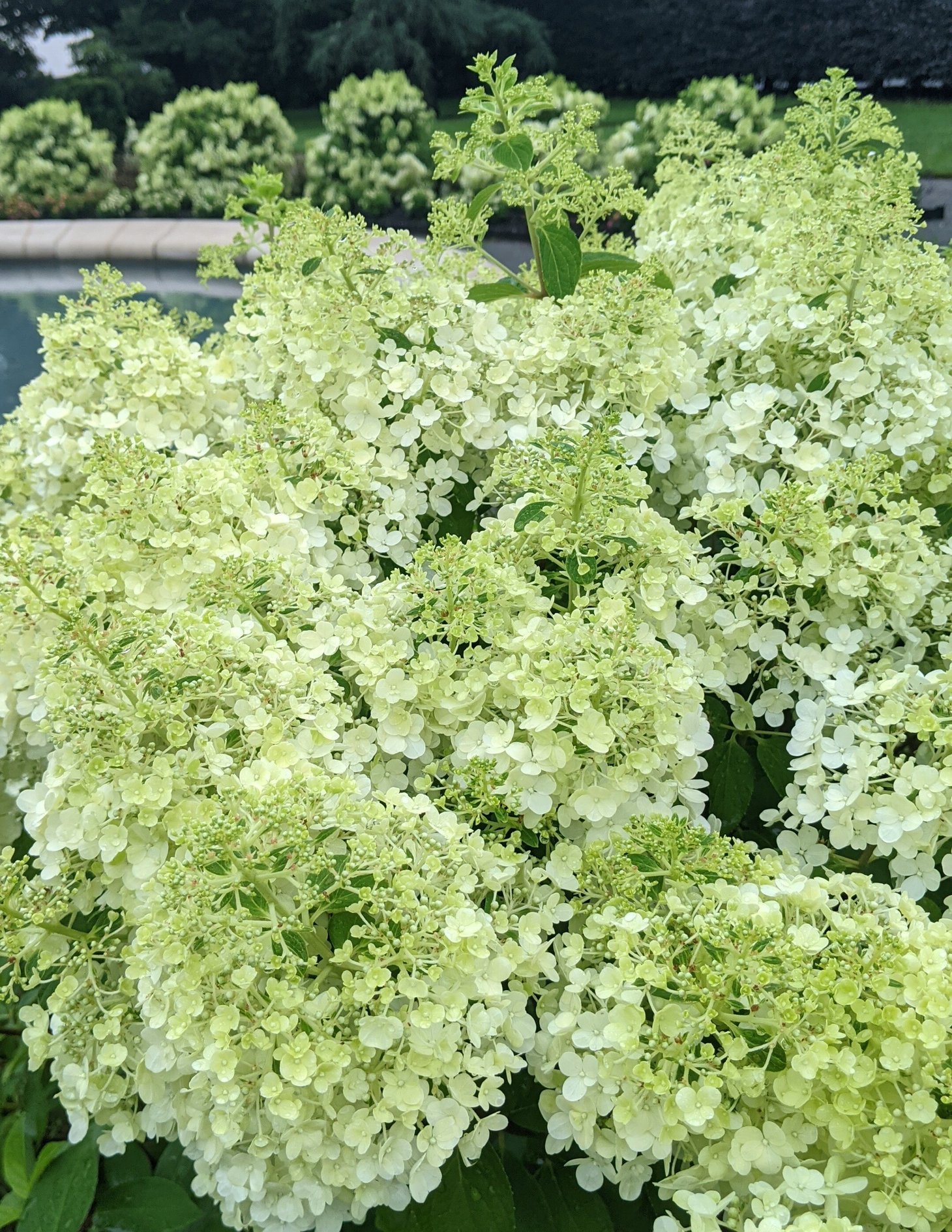 Hydrangeas: More than Just the New England Summer Flowers