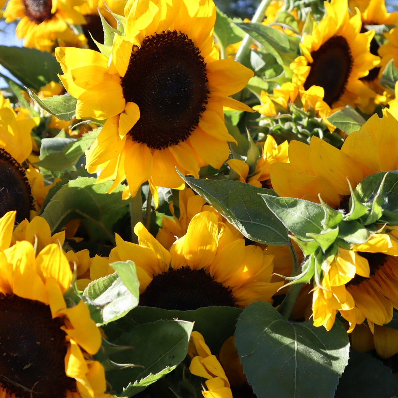 Sunflower Spectacular | Massachusetts Horticultural Society