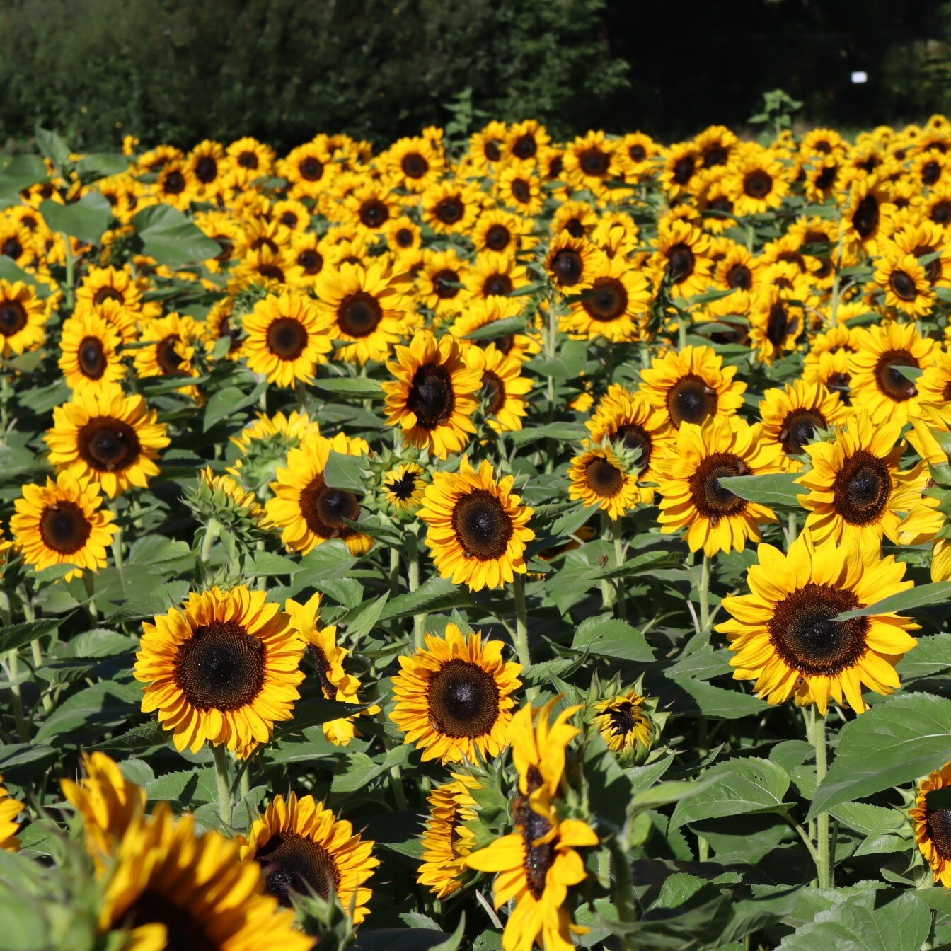 Sunflower Spectacular | Massachusetts Horticultural Society