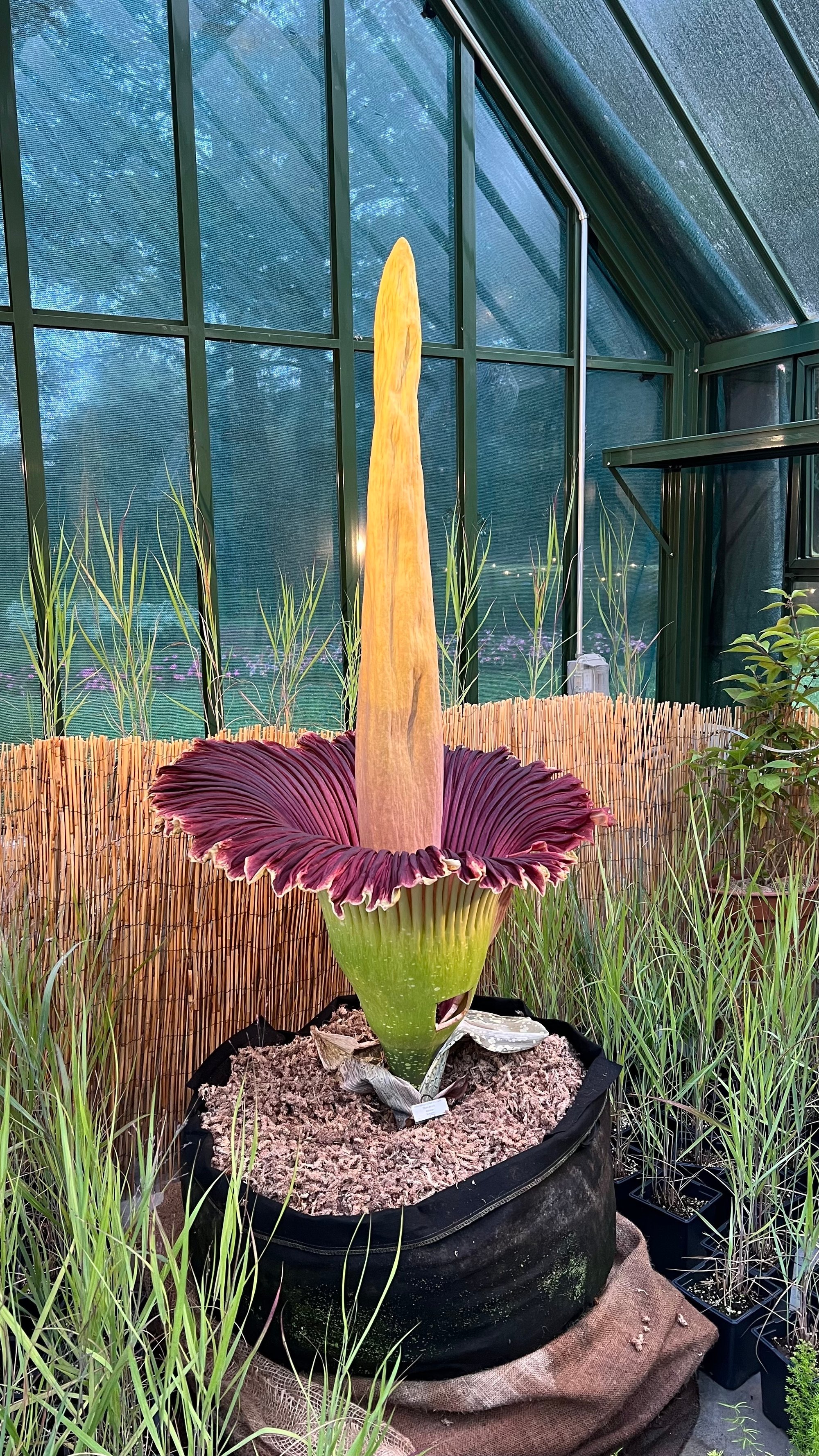 Corpse Flower Updates | Massachusetts Horticultural Society