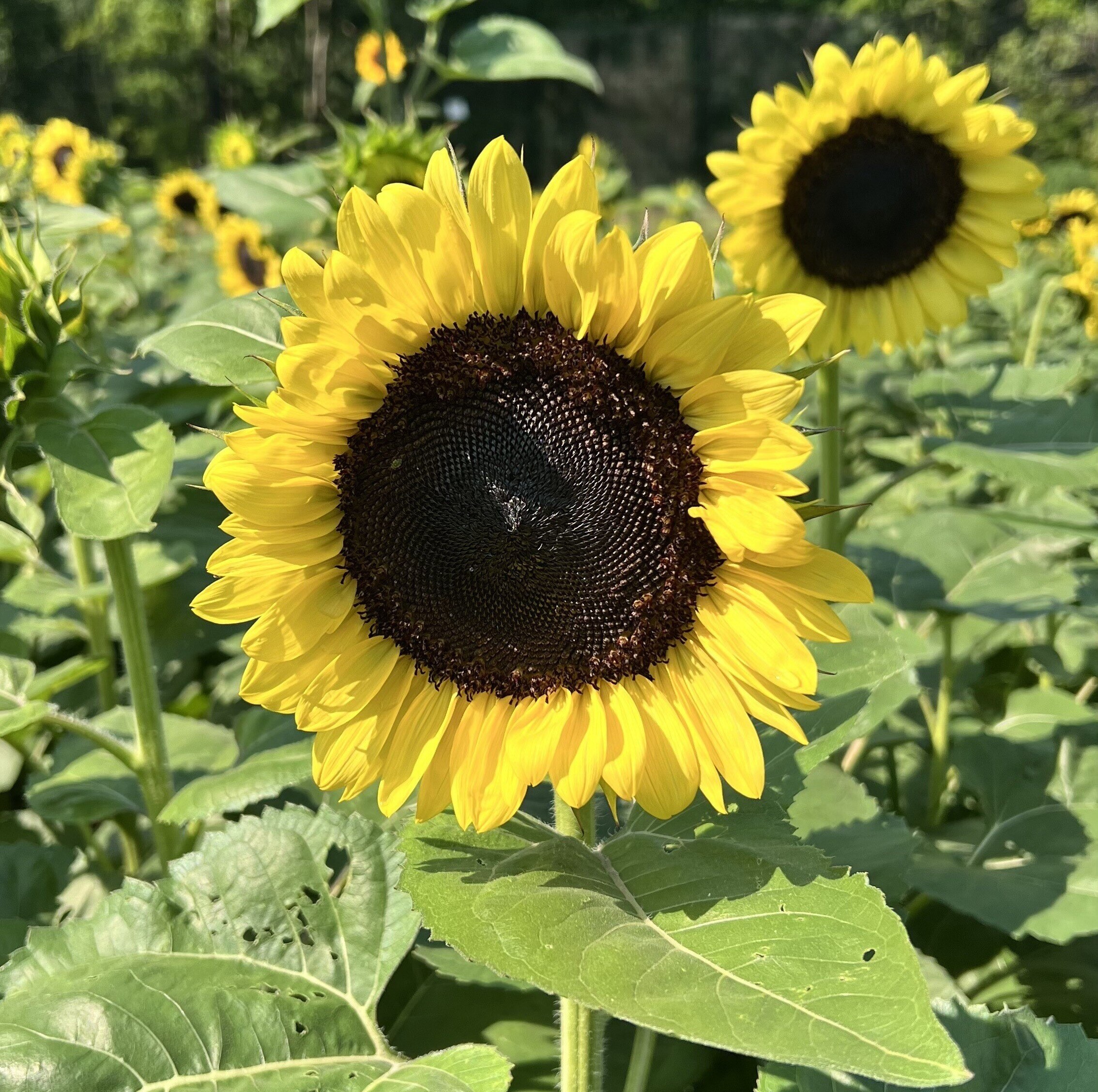 Sunflower Spectacular | Massachusetts Horticultural Society