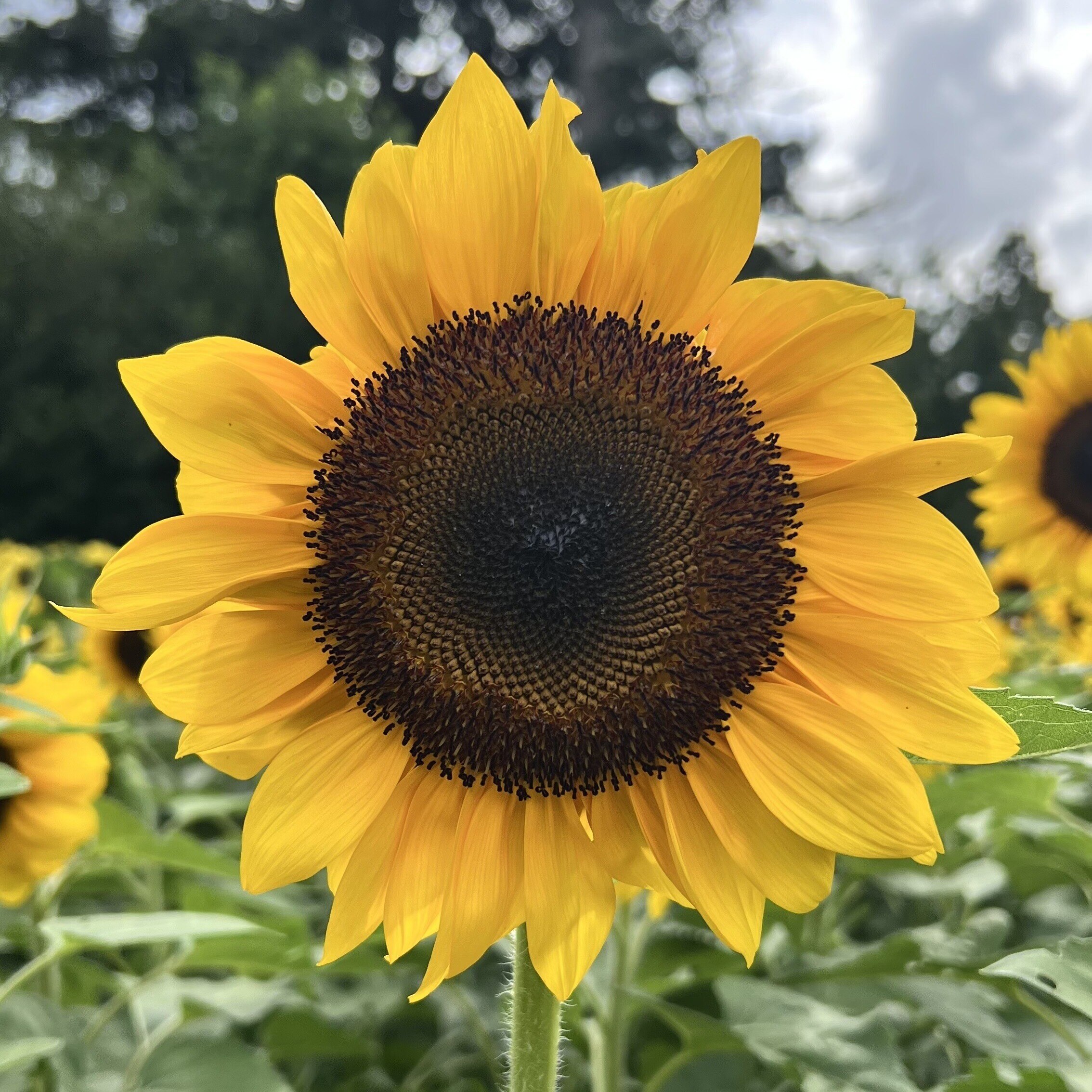 Sunflower Spectacular | Massachusetts Horticultural Society