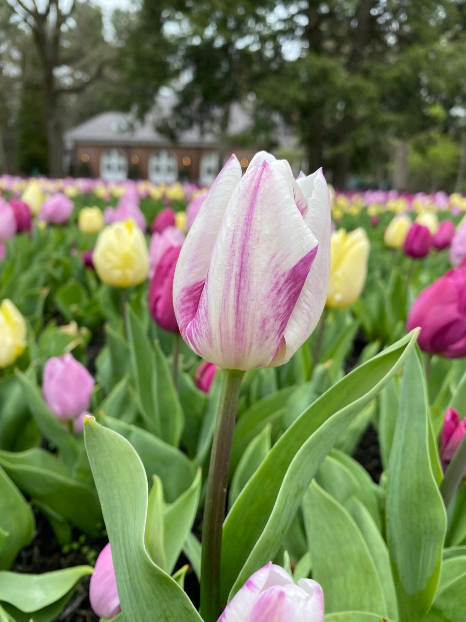 A Brief History of Tulips