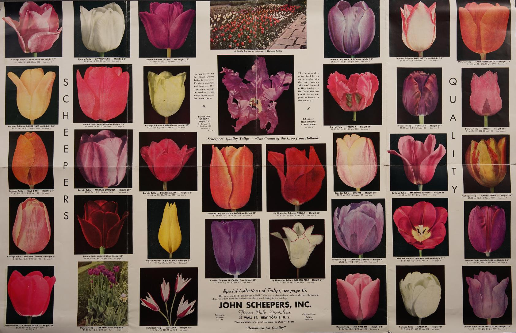A Brief History of Tulips