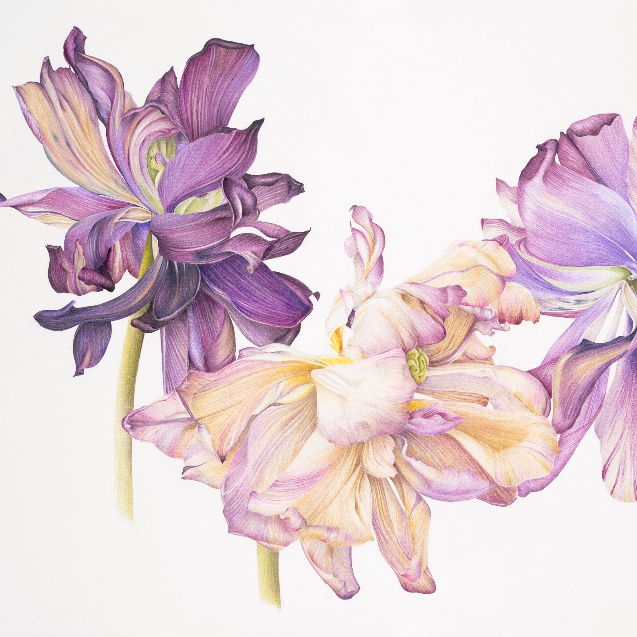 Botanical Art Program | Massachusetts Horticultural Society